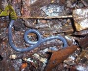 Anfíbios Ápodes: o Que São e Onde Vivem | Animais - Cultura Mix