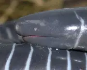 Anfíbios Ápodes: o Que São e Onde Vivem | Animais - Cultura Mix