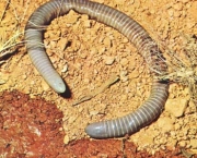 Anfíbios Ápodes: o Que São e Onde Vivem | Animais - Cultura Mix