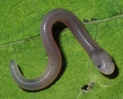 Anfíbios Ápodes: o Que São e Onde Vivem | Animais - Cultura Mix