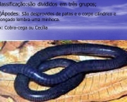 Anfíbios Ápodes: o Que São e Onde Vivem | Animais - Cultura Mix