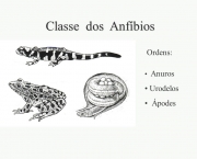 Anfíbios Ápodes: o Que São e Onde Vivem | Animais - Cultura Mix