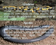 Anfíbios Ápodes: o Que São e Onde Vivem | Animais - Cultura Mix