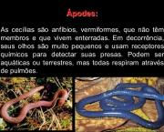 Anfíbios Ápodes: o Que São e Onde Vivem | Animais - Cultura Mix