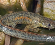 Anfíbios Ápodes: o Que São e Onde Vivem | Animais - Cultura Mix