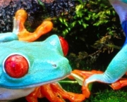 Anfíbios Ápodes: o Que São e Onde Vivem | Animais - Cultura Mix