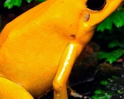 Anfíbios Ápodes: o Que São e Onde Vivem | Animais - Cultura Mix